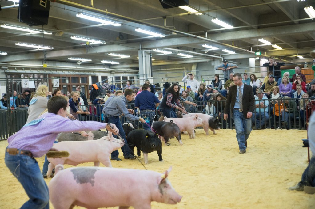 Livestock Shows | National Western Stock Show and Rodeo